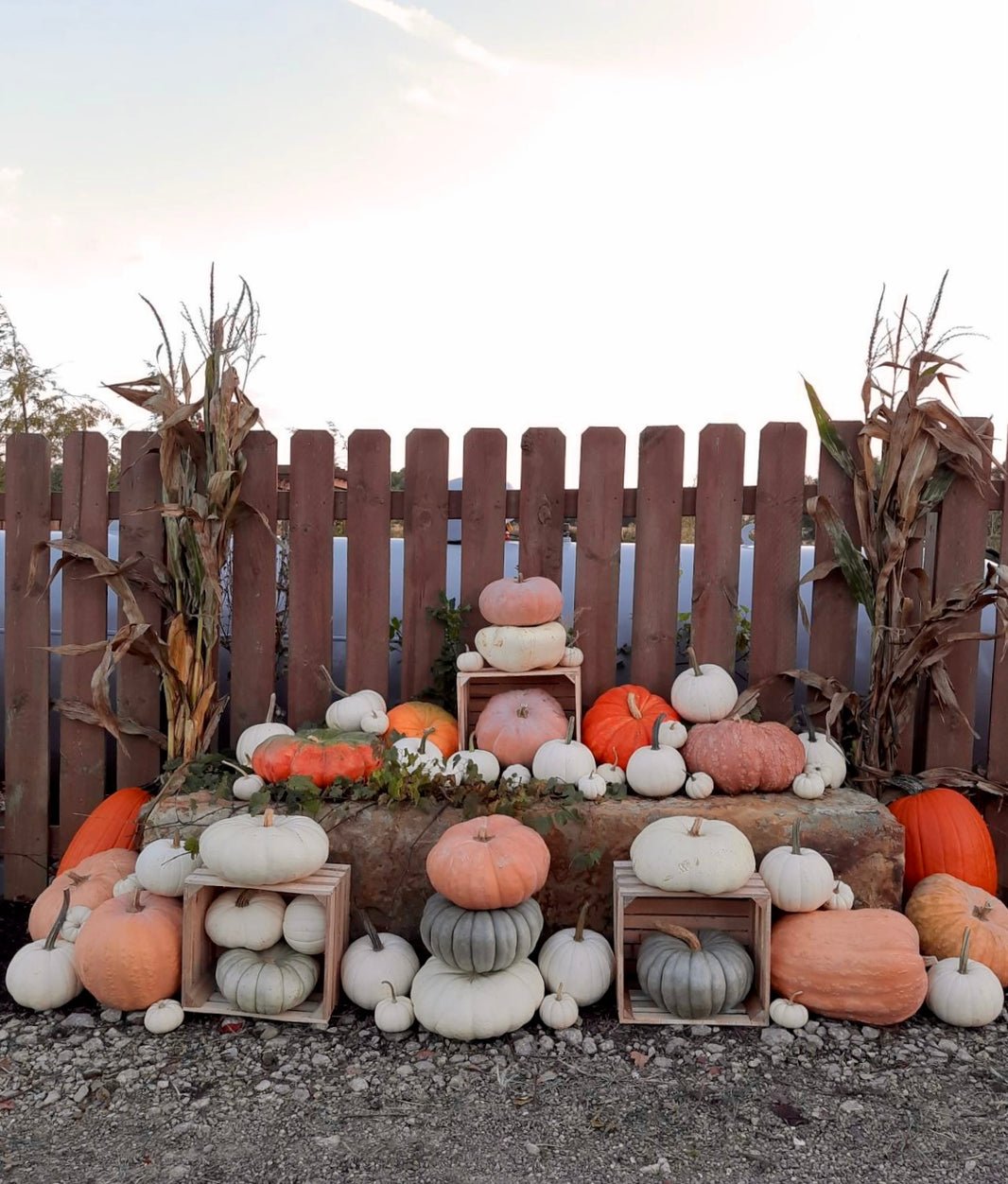 Products – The Pumpkin Porch