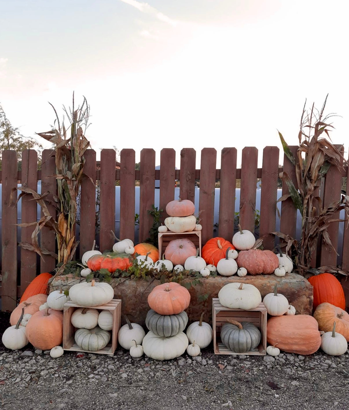 Grand Pumpkin Package – The Pumpkin Porch